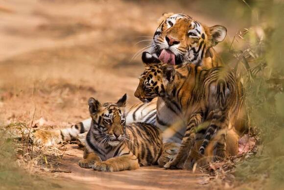 How Much Do Tigers Weigh? Chart by Age and Gender - NewsBreak