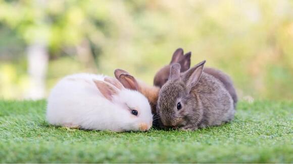 why-your-yard-is-a-bunny-paradise-newsbreak
