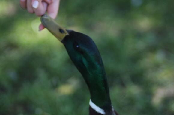 Why You Should Stop Feeding Ducks at the Park - NewsBreak