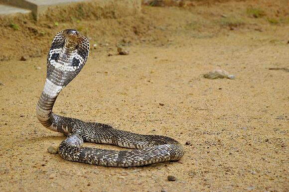 An Animal Comparison: Hippo vs Cobra - NewsBreak