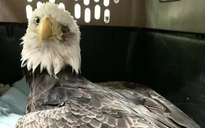 2nd bald eagle dies after fight with young eagle in Bar Harbor - NewsBreak