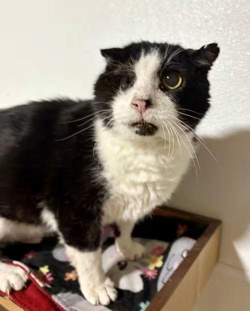 🐱 Gentle, Playful & Loving Cats Ready for Adoption in O’Fallon - NewsBreak