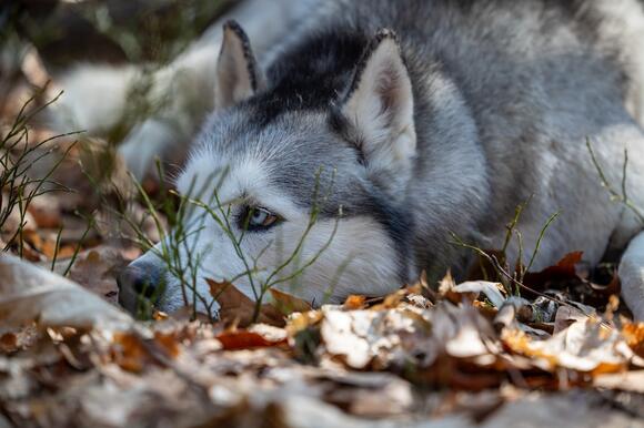 14 Wolf Behaviors That Reveal Complex Pack Dynamics - NewsBreak