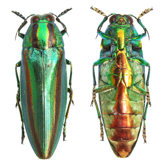 The Malaysian Rainforest Has Bugs That Look Like Disco Balls - NewsBreak