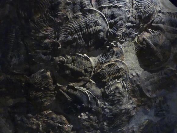 Unearthing the Giants: What Made Wyoming a Dinosaur Hotspot? - NewsBreak