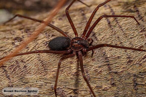 Butterfly Pavilion Retires Rosie, CO’s Most Famous Tarantula - NewsBreak