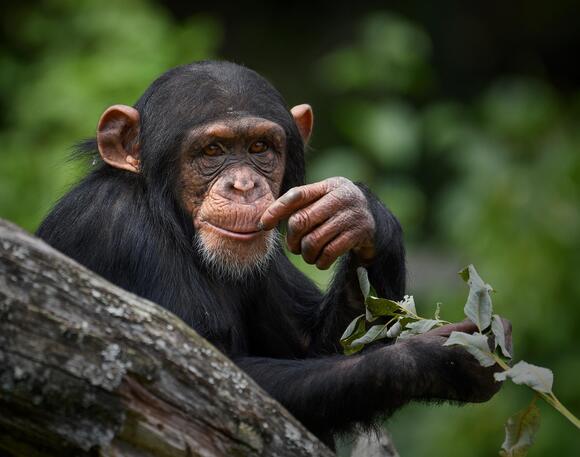 Which Animal Would Make the Best Fortnite or Apex Legends Teammate ...