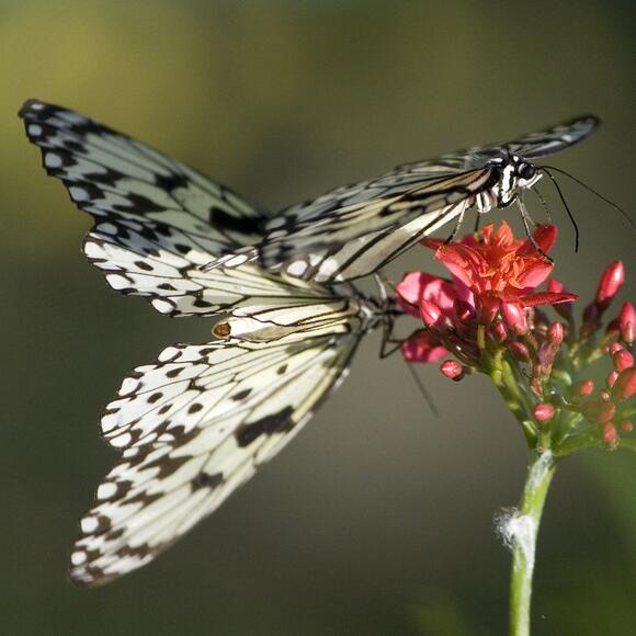 What Animal Totem Defines Your Relationship Energy? - NewsBreak