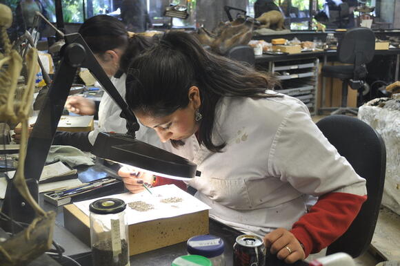 Before Dr. Sattler: The Evolution of Female Paleontologists in Pop ...