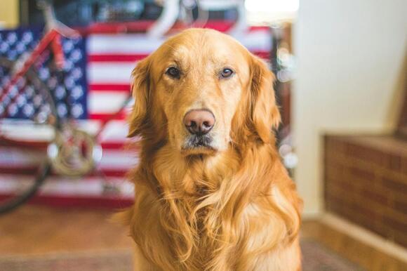 Meet the Top Dog Breeds of Texas - NewsBreak