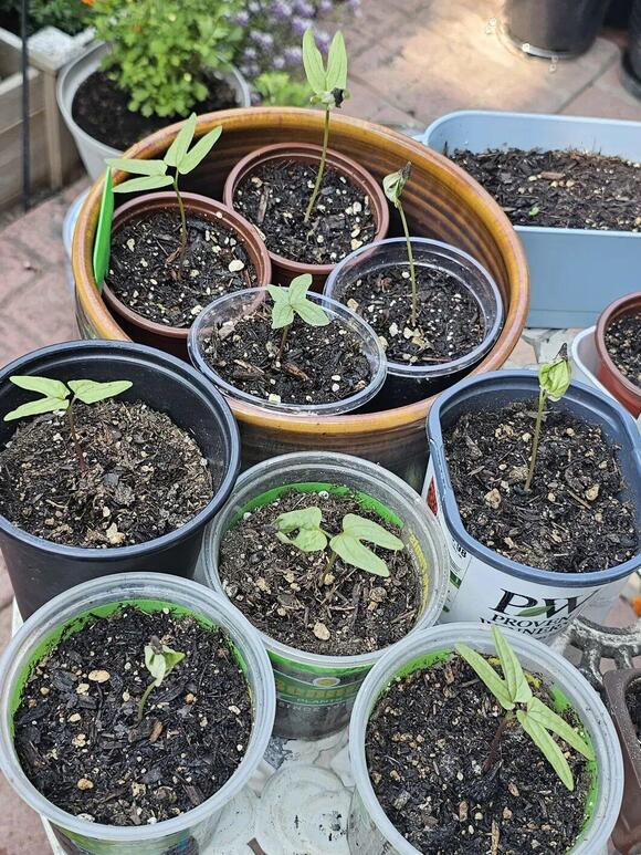 🎁 Free Items Around Santa Ana — From Cars to Garden Goodies - NewsBreak