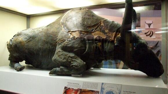 New Ice Age Bison Discovery in Canada - NewsBreak