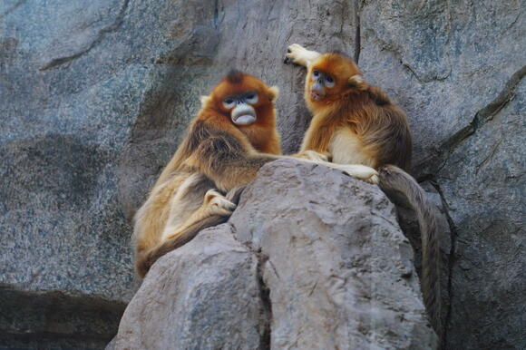 12 Differences Between Old World and New World Monkeys - NewsBreak