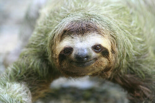 Sloths Don’t Sleep That Much — They’re Just Slow All the Time - NewsBreak