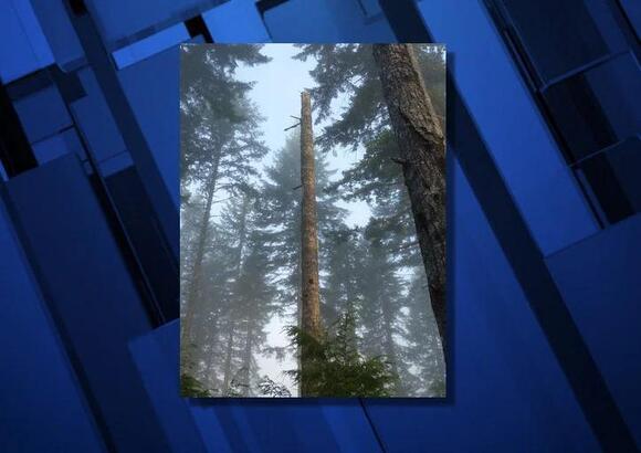 OSU study offers rare long-term analysis of techniques to create ...