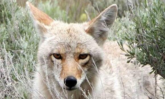 Ruthless Coyotes Kill Family Dog in Sun Valley - NewsBreak