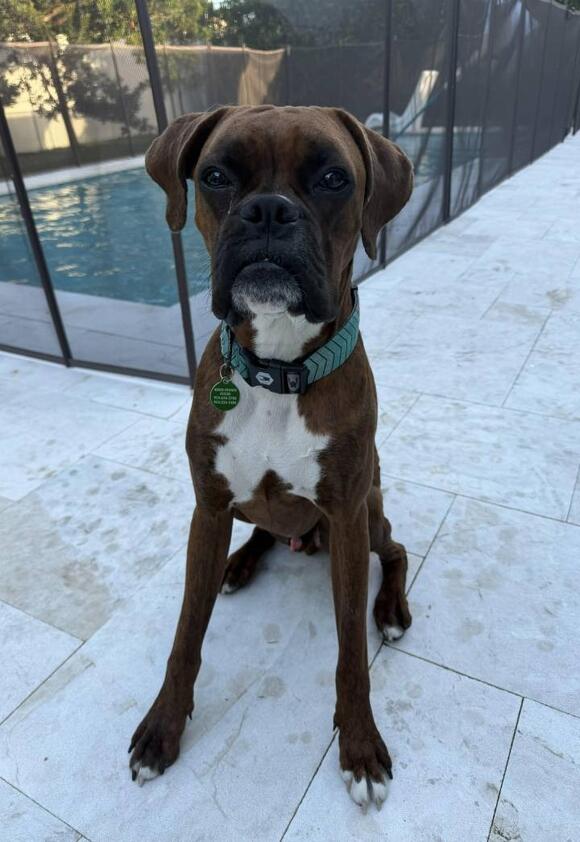 Dozier, The Sweet 1-Year-Old Boxer Dog is Seeking A Patient Loving Home ...