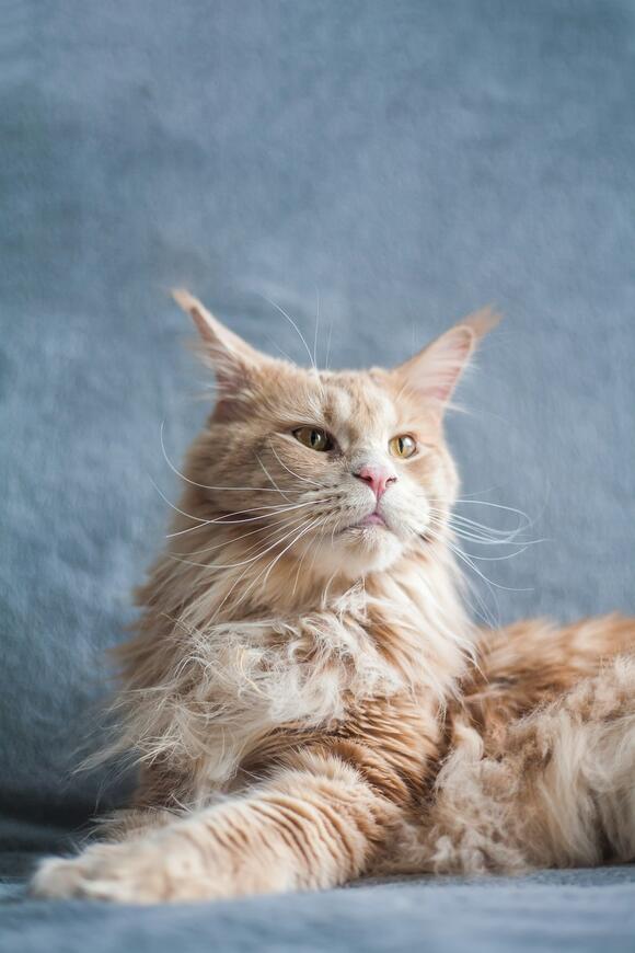 The 12 Most Adventurous Cat Breeds That Love the Outdoors - NewsBreak