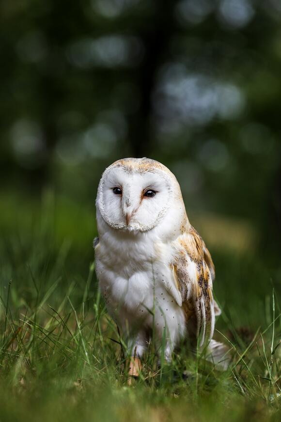 15 Owl Facts That Will Leave You Wide-Eyed - NewsBreak