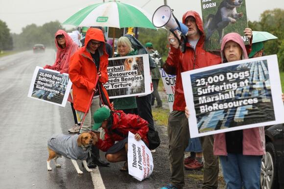 People are protesting a Wayne County beagle breeder. They want to end ...