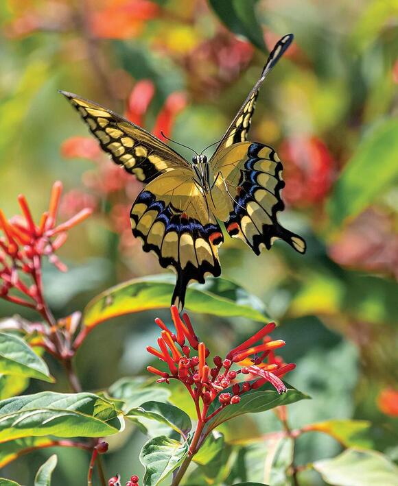 Group to host a 'flower power' garden party