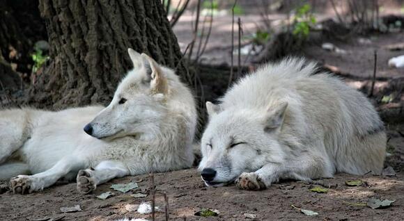 14 Times Wolves Displayed Human Like Behavior - NewsBreak