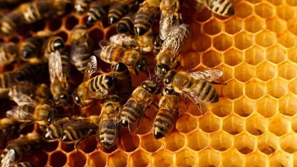 How Bees Were Once Believed to Be Messengers to the Gods - NewsBreak