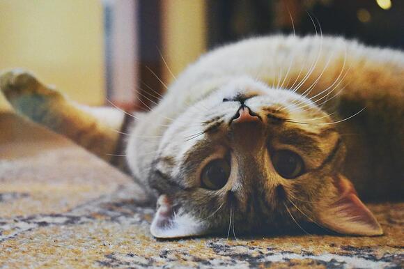 Love Without Touch? Understanding Cats Who Keep Their Distance - NewsBreak