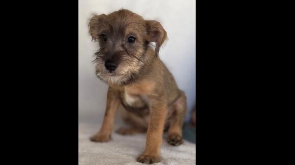 Meet Couch Crumb: The Sweet Puppy Seeking a Forever Home After Being ...