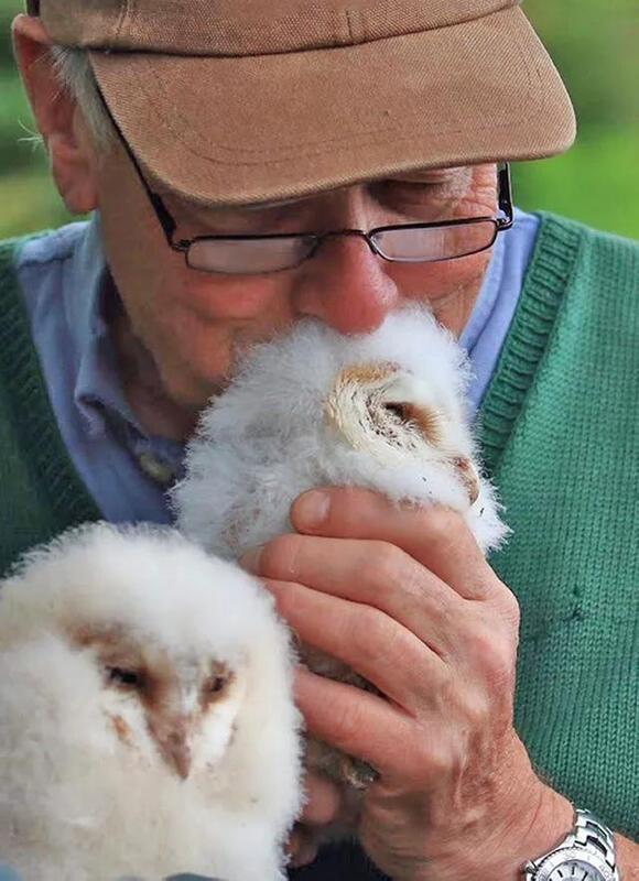 Co Down farmer celebrates after rare barn owls return to his land to ...