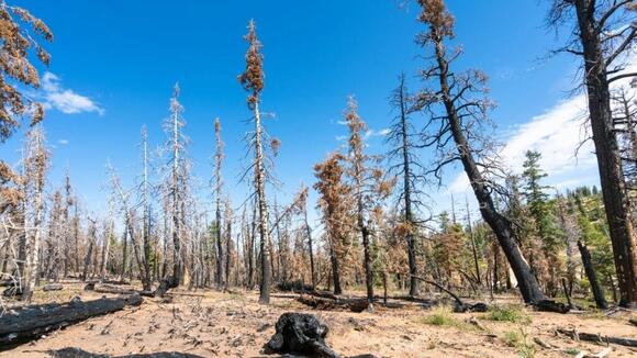 Rain forecast to finally douse southern US wildfire risk and ease ...