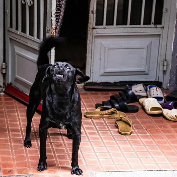 10 Things That Change in a Dog the Day Their Owner Brings Home a New ...