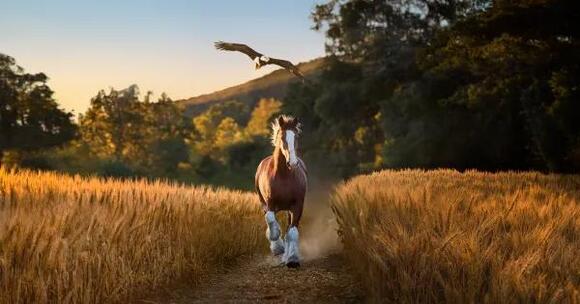 A Clydesdale and a Bald Eagle Take Flight in Budweiser's Americana ...