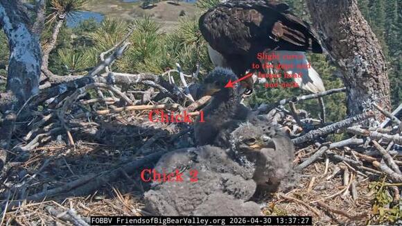 Hello, Sandy and Luna! Big Bear’s bald eaglets have names - NewsBreak