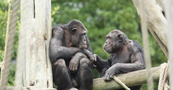 24 Facts about The Female Leaders of the Wild - NewsBreak