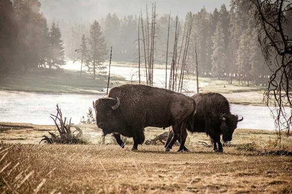 How the Bison Shaped North American Ecosystems - NewsBreak