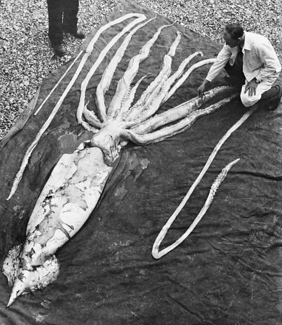 10 Scientific Mysteries of the Deep Sea That Still Puzzle Researchers ...
