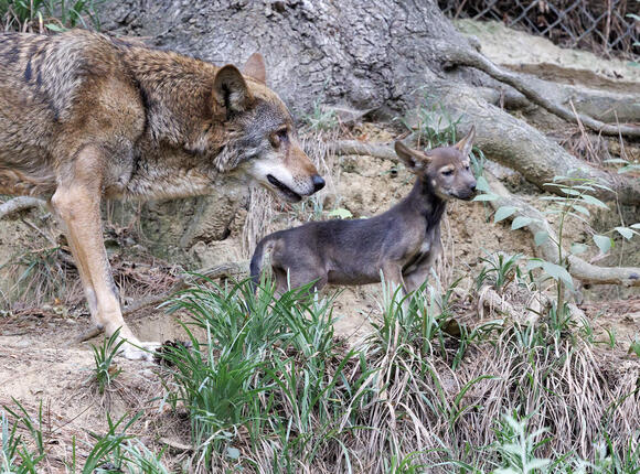 Museum of Life and Science debuts climate exhibit, welcomes red wolf ...