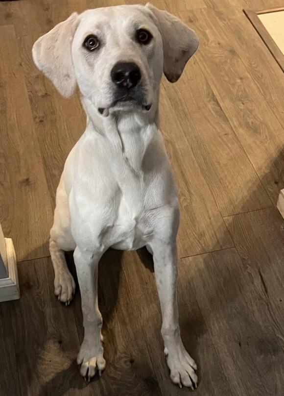 🐶 Playful, Loyal & Loving Dogs Ready for Adoption in Columbus - NewsBreak
