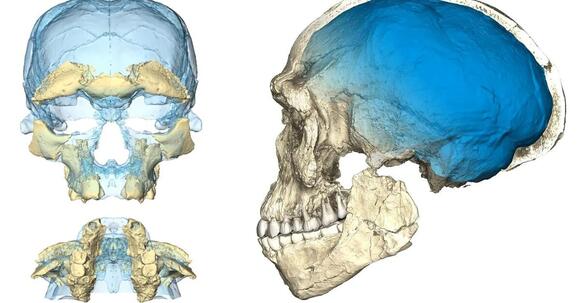 ‘Strong and Serene’: Face of the First Human from 300,000 Years Ago ...