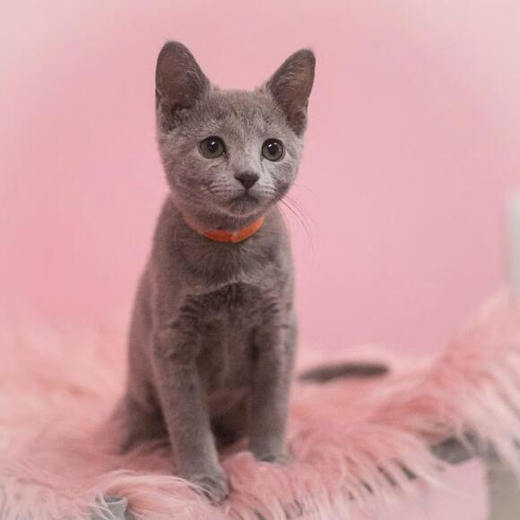 🐱 Russian Blue Kittens Ready for Adoption in Ponte Vedra - NewsBreak