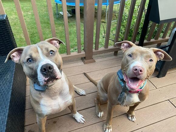 Family speaks out after 2 dogs found dead inside Town of East Troy home ...