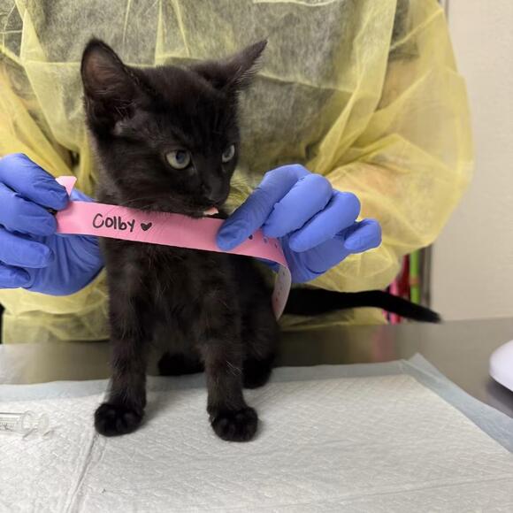 🐱 Playful, Gentle & Loving Cats Ready for Adoption in Las Vegas - NewsBreak