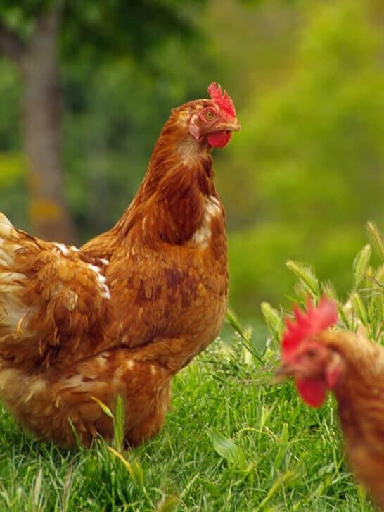 The Best Edible Plants to Grow for Backyard Chickens - NewsBreak