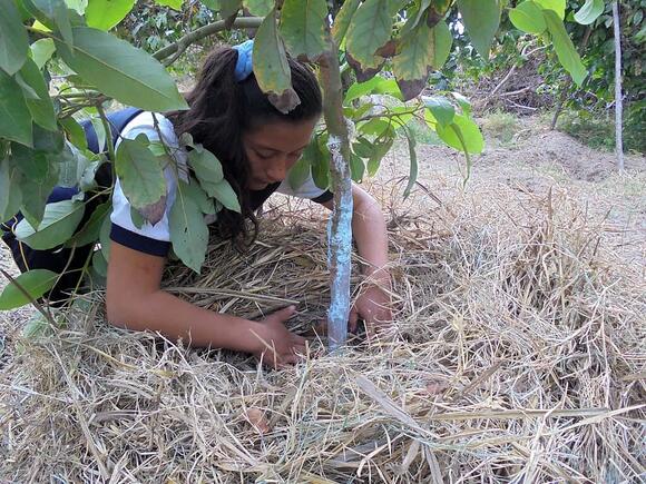 Why Mulch Can Deter Some Garden Pests - NewsBreak