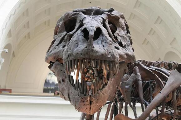 Tyrannosaurus Rex Had a Surprising Secret Weapon Beyond Its Jaws ...