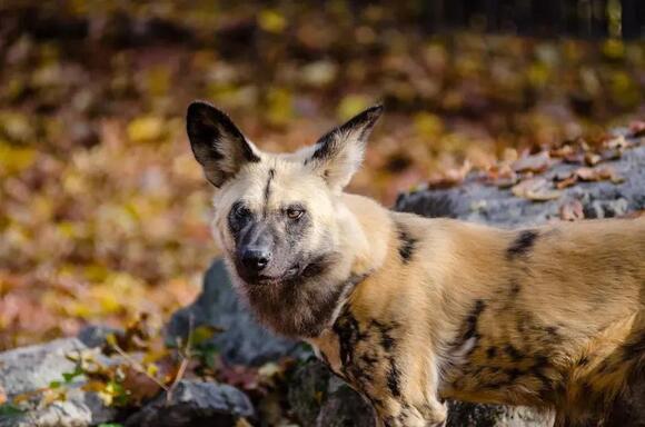 Researchers Find How African Wild Dogs Engage in Sneezing Rallies To ...