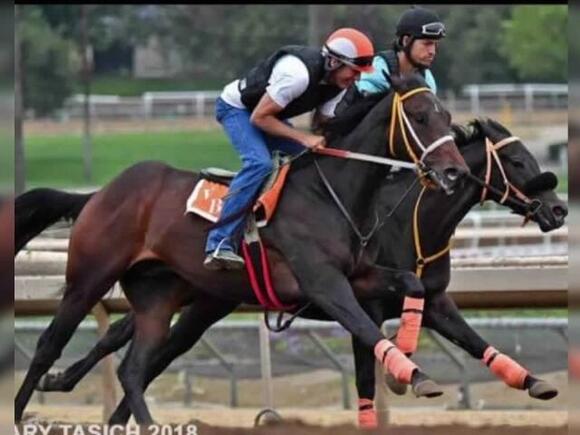 Utah horse trainers ready to run for glory in Kentucky