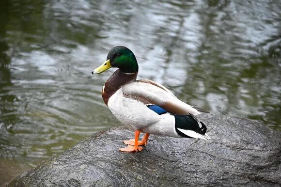 This Rare US Bird Is Making a Remarkable Comeback Story - NewsBreak