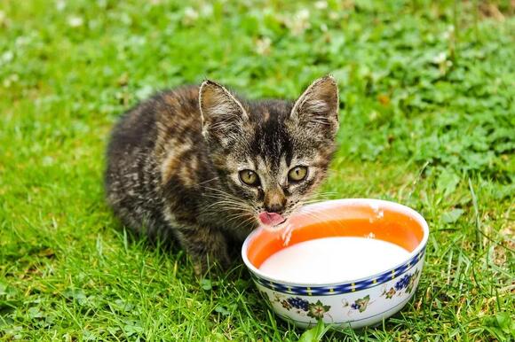8 Common Cat Myths Debunked: What You Thought You Knew About Feline ...